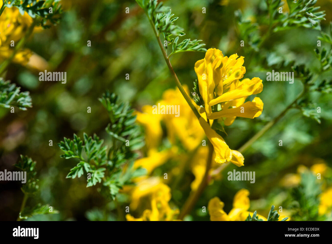 Golden Corydalis Corydalis aurea Stock Photo - Alamy