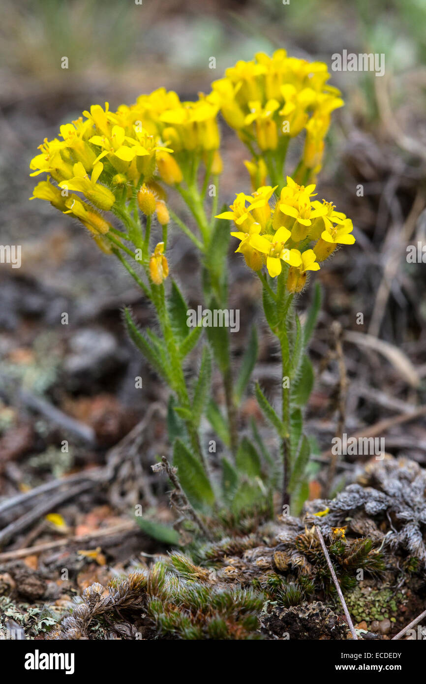 Draba aurea hi-res stock photography and images - Alamy