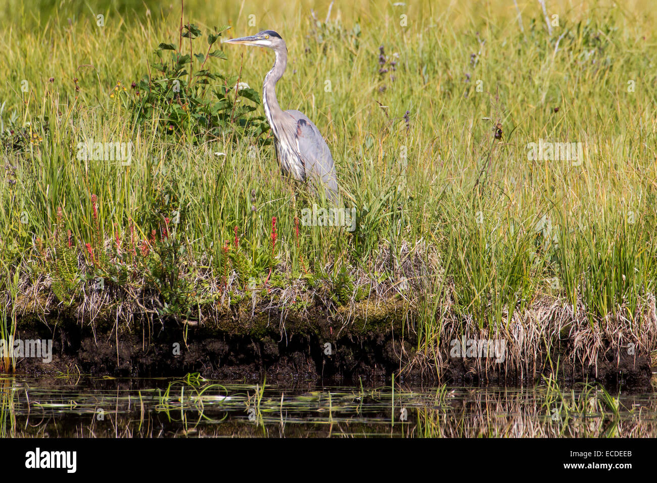 A Great Blue Heron is seen at Beaver Ponds on the west side of Rocky ...