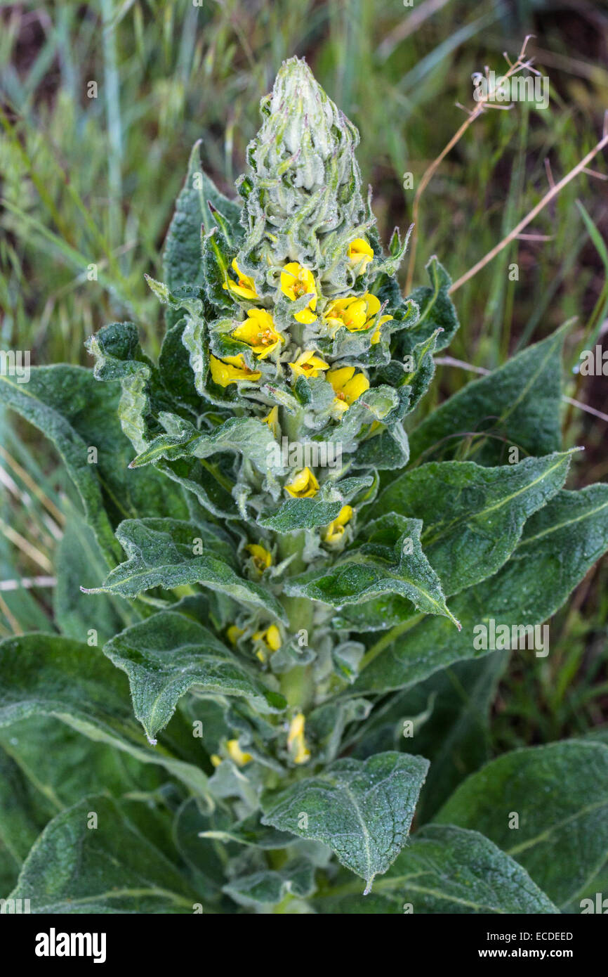 Medicinal plant great mullein hi-res stock photography and images - Alamy