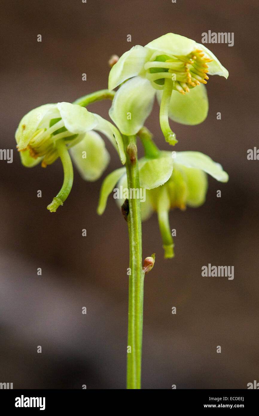 Pyrola Chlorantha High Resolution Stock Photography and Images - Alamy