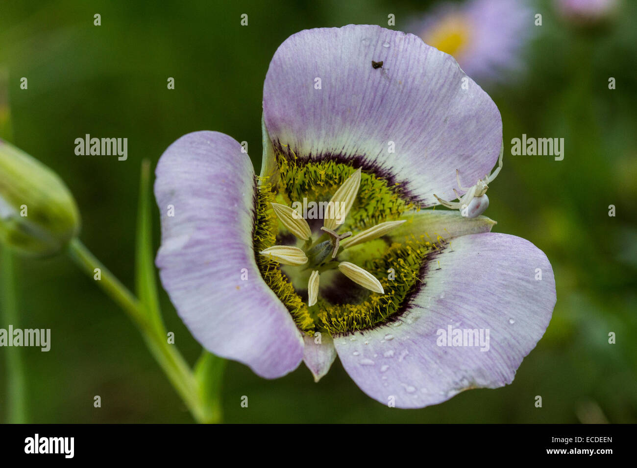 Gunnisons hi-res stock photography and images - Alamy