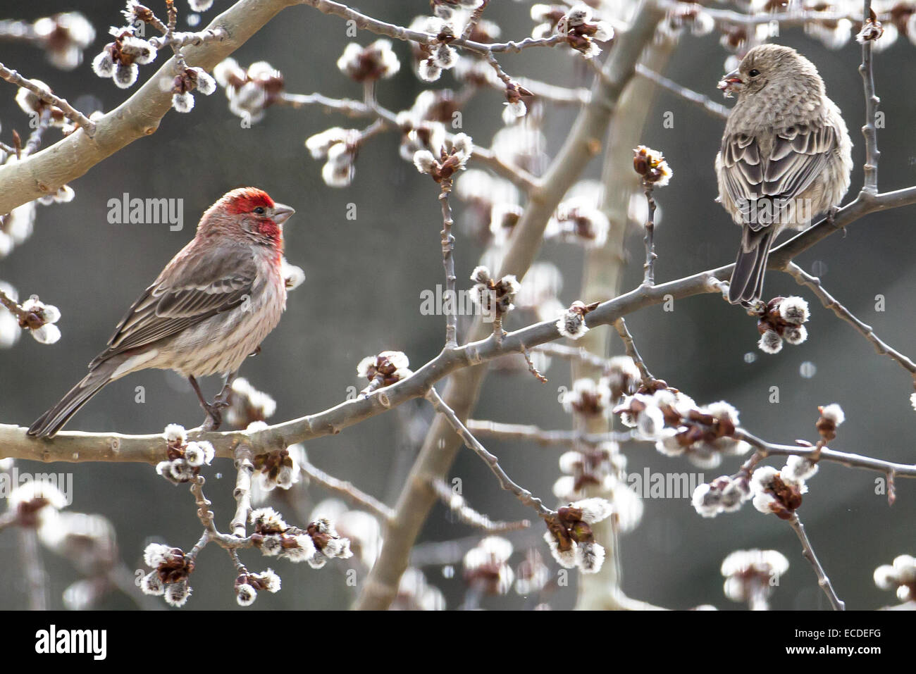 Mountain finches hi-res stock photography and images - Alamy