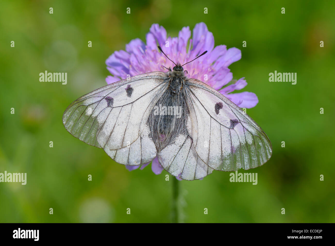 Maennlicher Schwarzer Apollo, Parnassius mnemosyne ssp. hassicus , Male ...