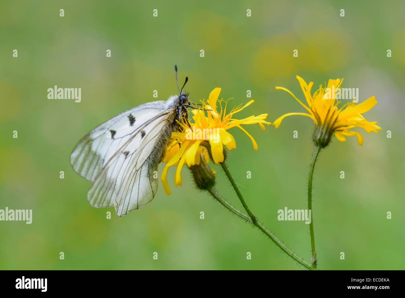Maennlicher Schwarzer Apollo, Parnassius mnemosyne ssp. hassicus , Male ...