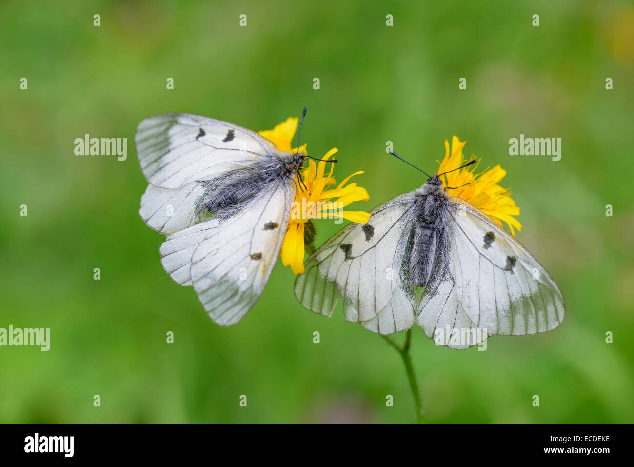 Maennlicher Schwarzer Apollo, Parnassius mnemosyne ssp. hassicus , Male ...
