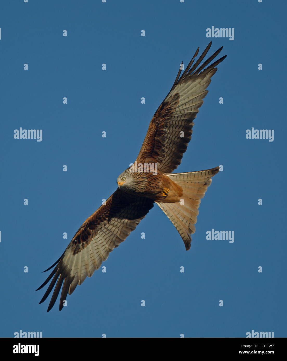 Kite birds life hi-res stock photography and images - Alamy
