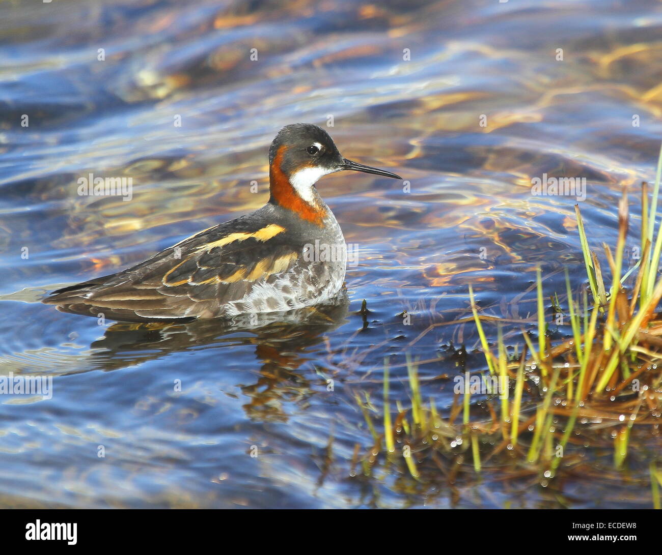 Red necked Phalarope Stock Photo - Alamy