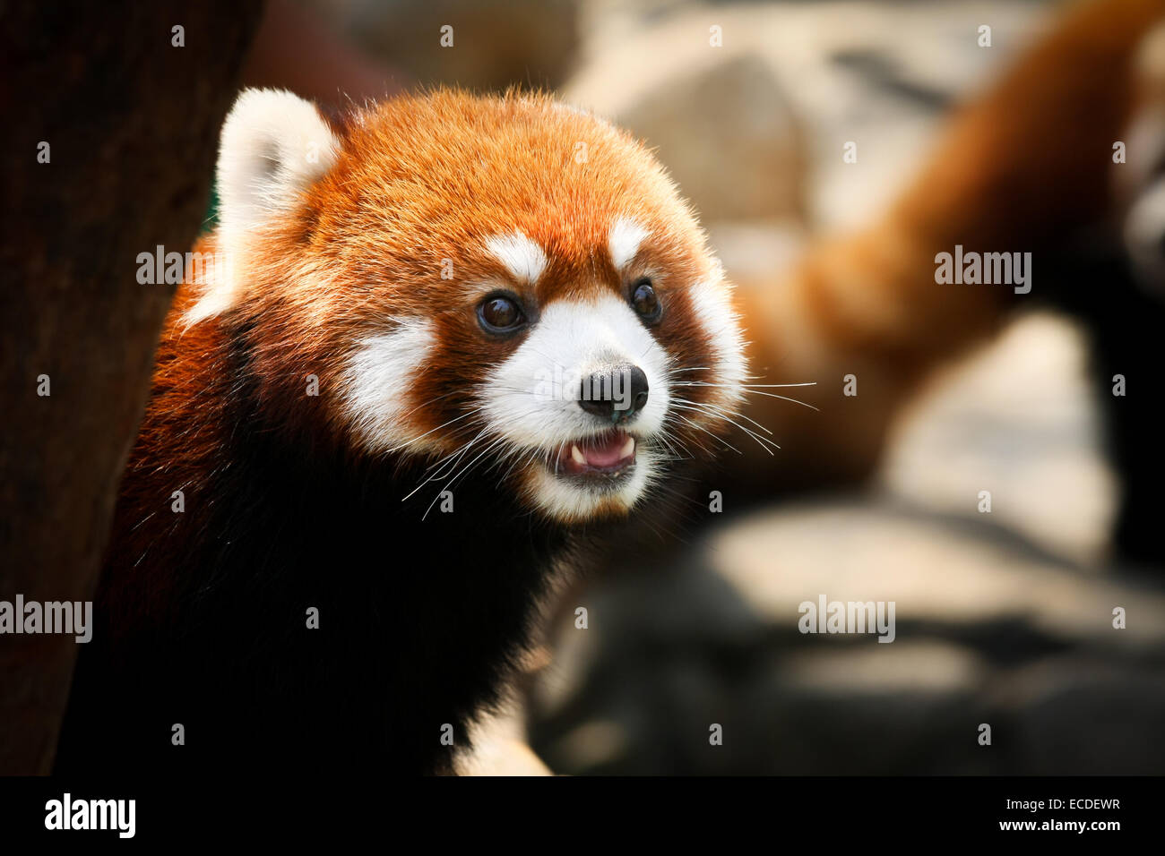 Cute red panda Stock Photo - Alamy