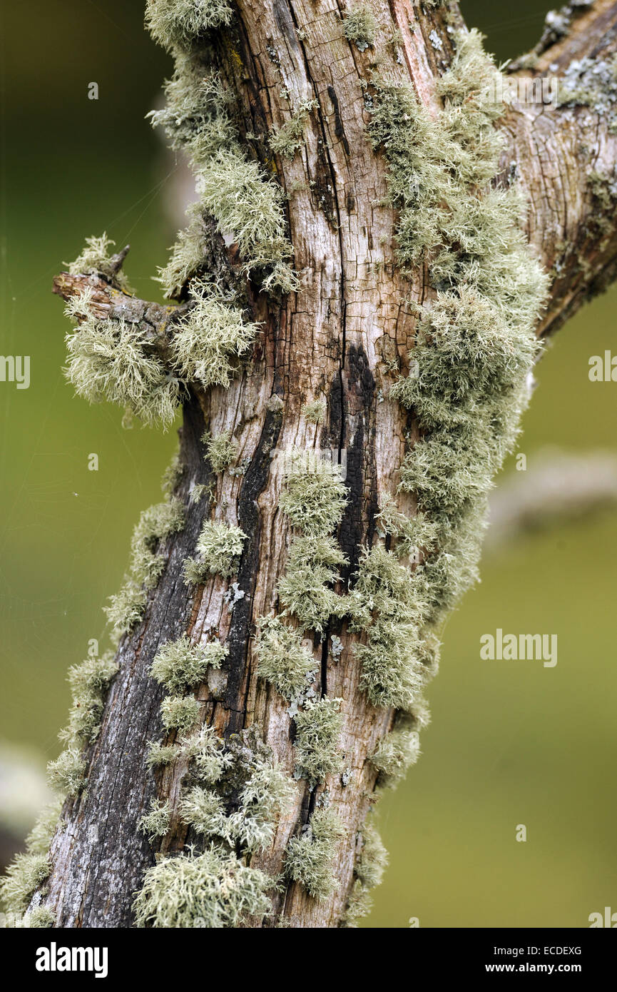 lichen growing on a dead standing tree in the scottish highlands Stock ...