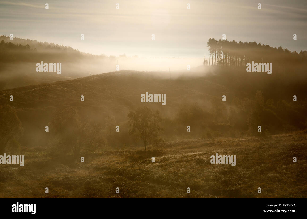 Mist on the heathland hills in autumn Cannock Chase Area of Outstanding ...