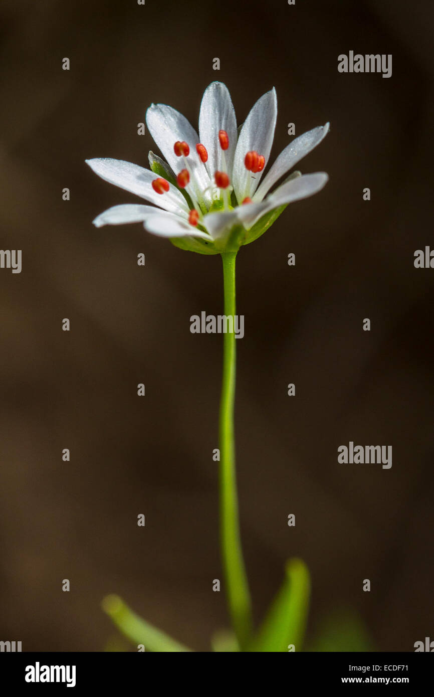 Stellaria longifolia hi-res stock photography and images - Alamy