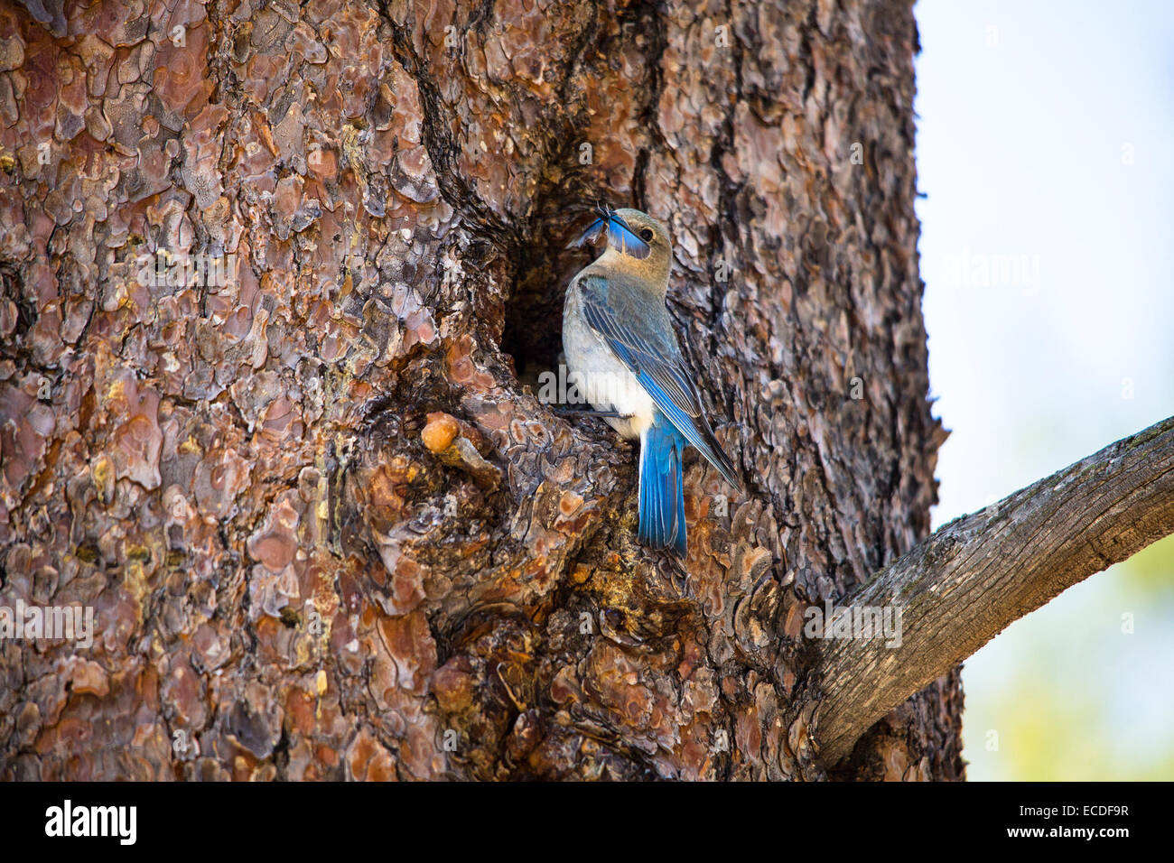 A Mountain Bluebird (Sialia currucoides) perches with a feather, captured in Rocky Mountain ...