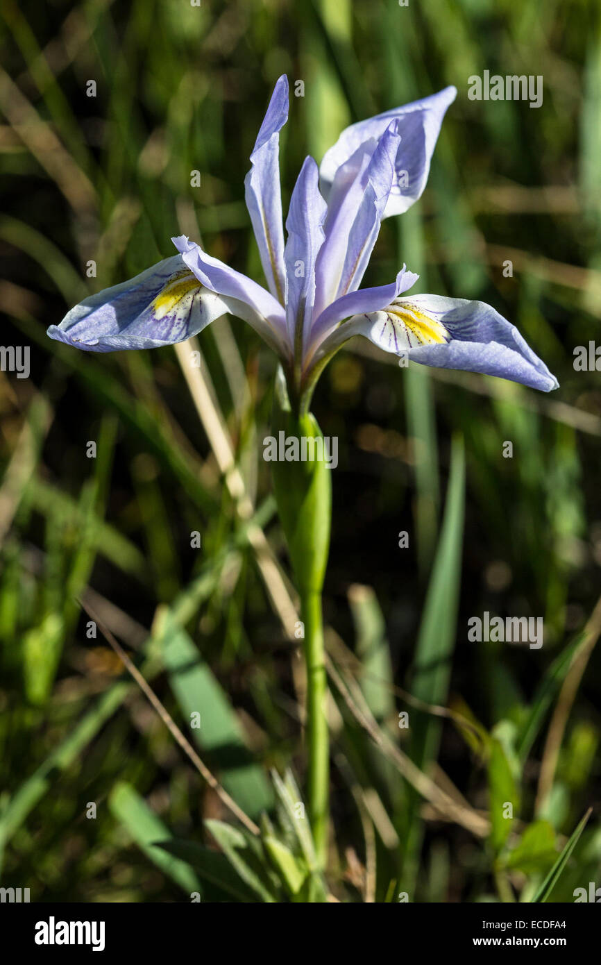 The Mountain Iris (Iris missouriensis) is a native wildflower found in ...