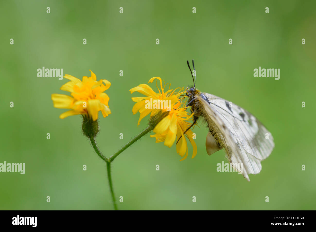 Weiblicher Schwarzer Apollo, Parnassius mnemosyne ssp. hassicus ...