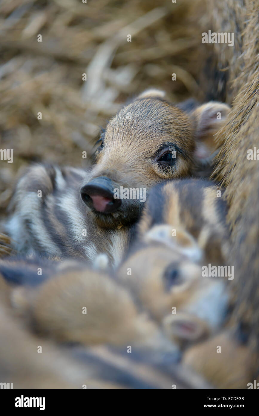 Wildschwein, Sus scrofa, wild boar Stock Photo - Alamy
