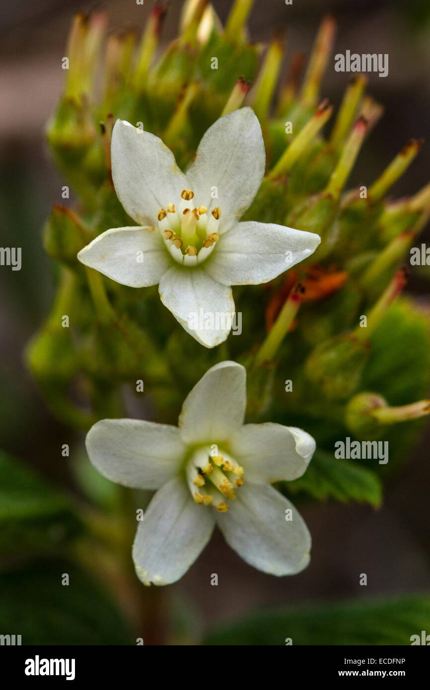 Ribes hudsonianum hi-res stock photography and images - Alamy