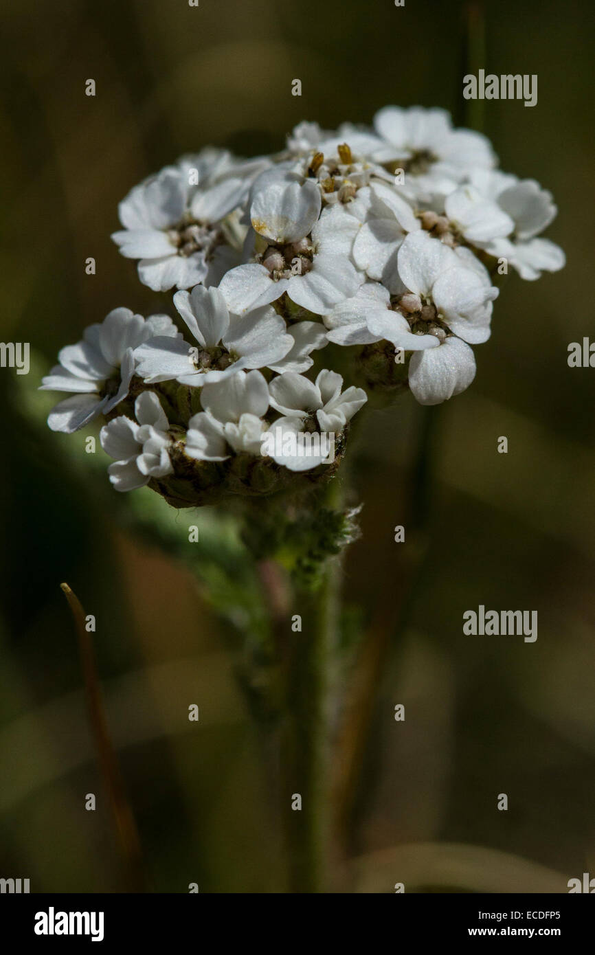 Northern yarrow hi-res stock photography and images - Alamy