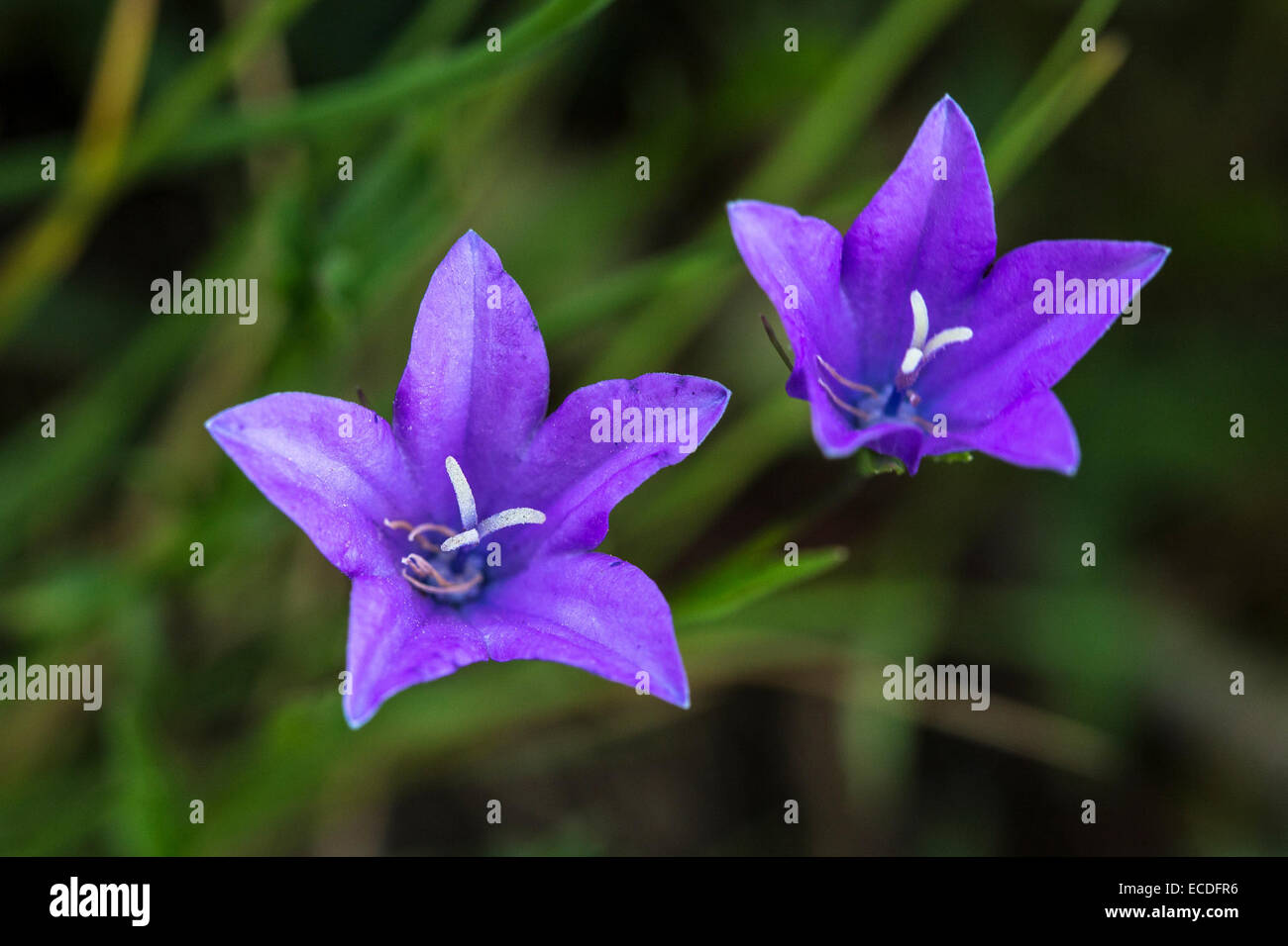 Parrysharebell hi-res stock photography and images - Alamy