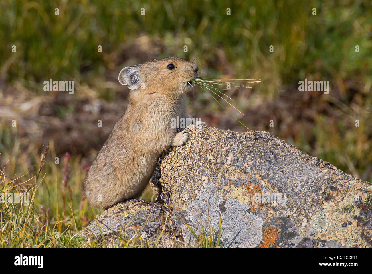 Pika hi-res stock photography and images - Alamy