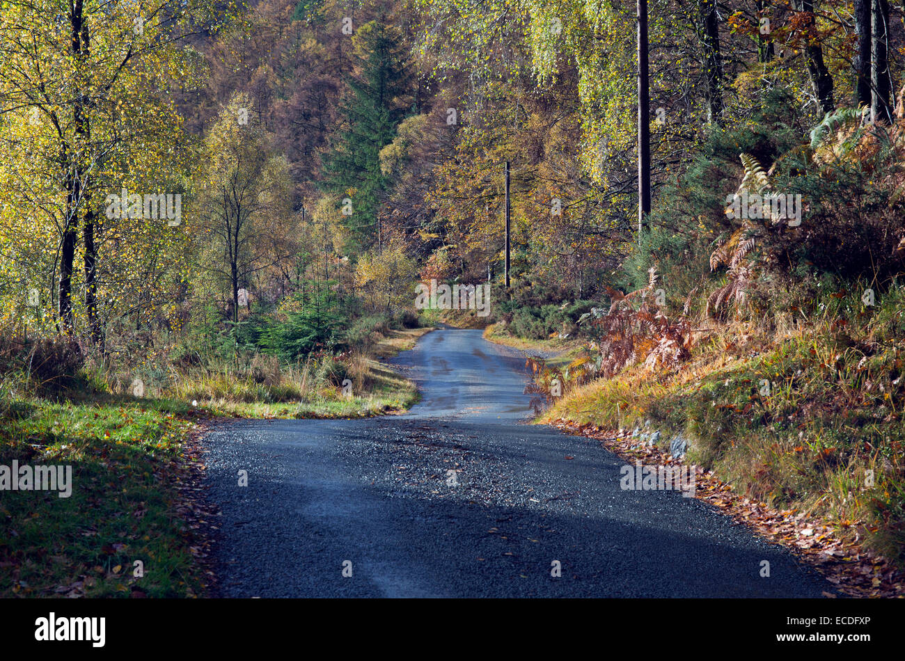 Country lane in the Gwydyr forest in stunning autumn colour at Nant ...