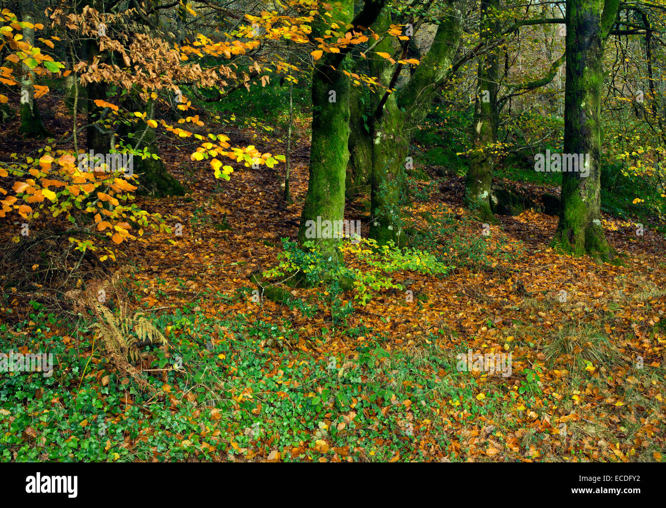 Deciduous woodland Beech trees with rich green moss clinging to trunk ...