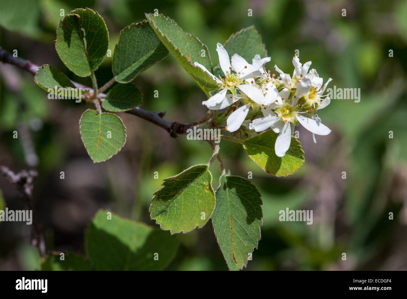 Alnifolia amelanchier hi-res stock photography and images - Alamy