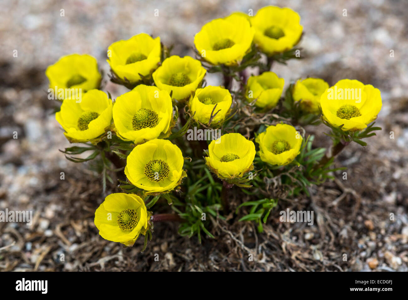Thrives in rocky elevations hi-res stock photography and images - Alamy