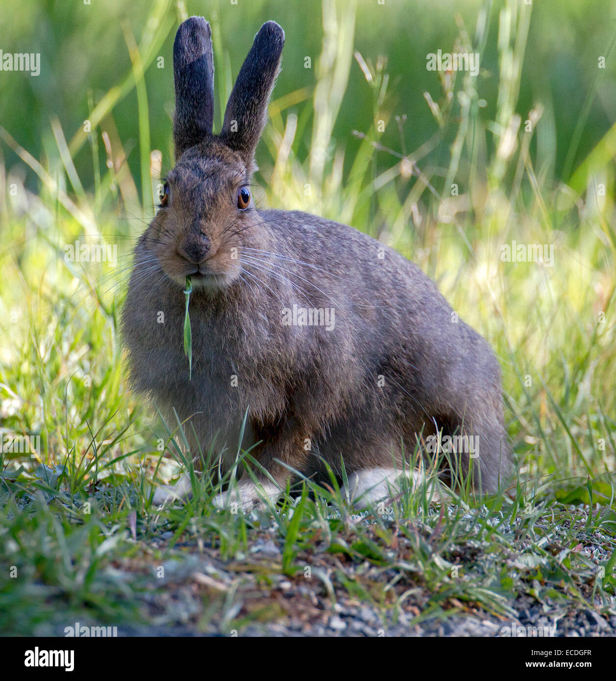 A Snowshoe Hare is observed in Hidden Valley of Rocky Mountain National ...