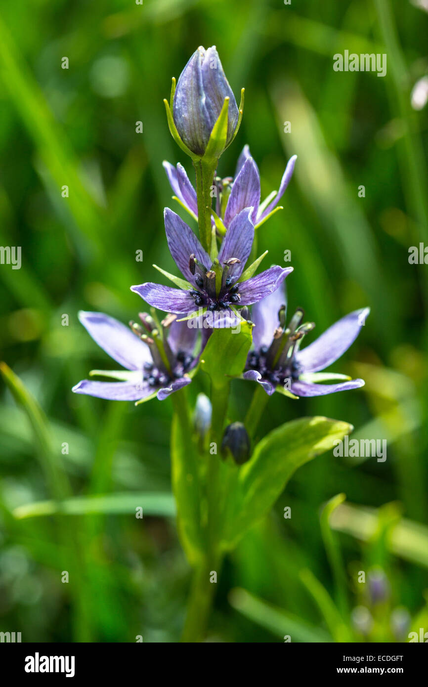 Star Gentian Swertia perennis Stock Photo - Alamy