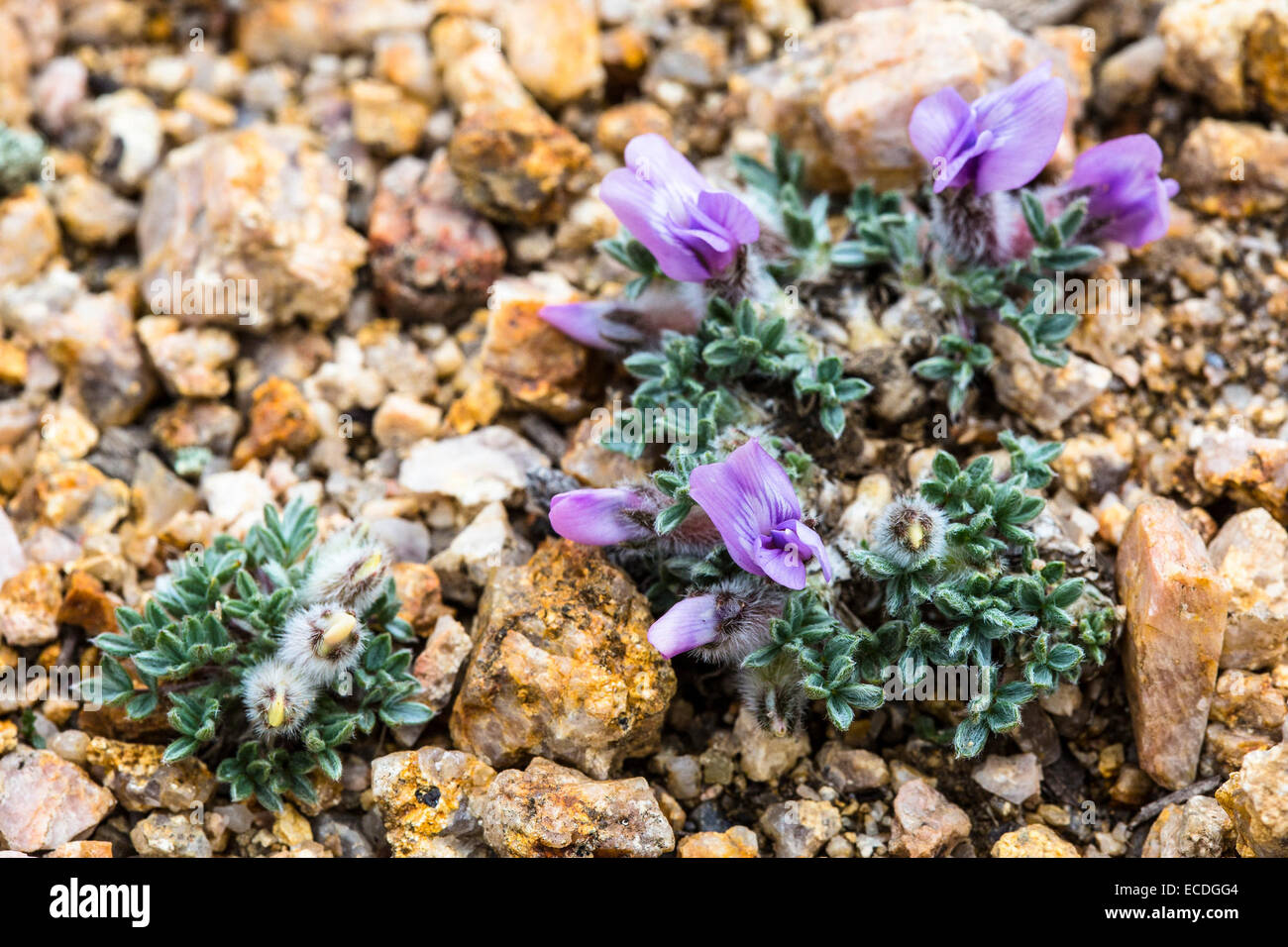 Sticky Oxytrope (Oxytropis viscida), a plant species native to the ...