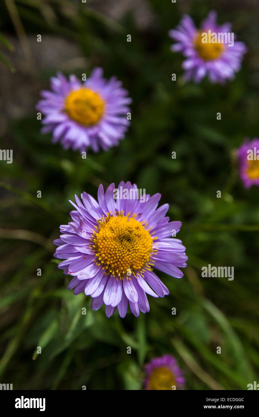 Alpine and subalpine zones hi-res stock photography and images - Alamy