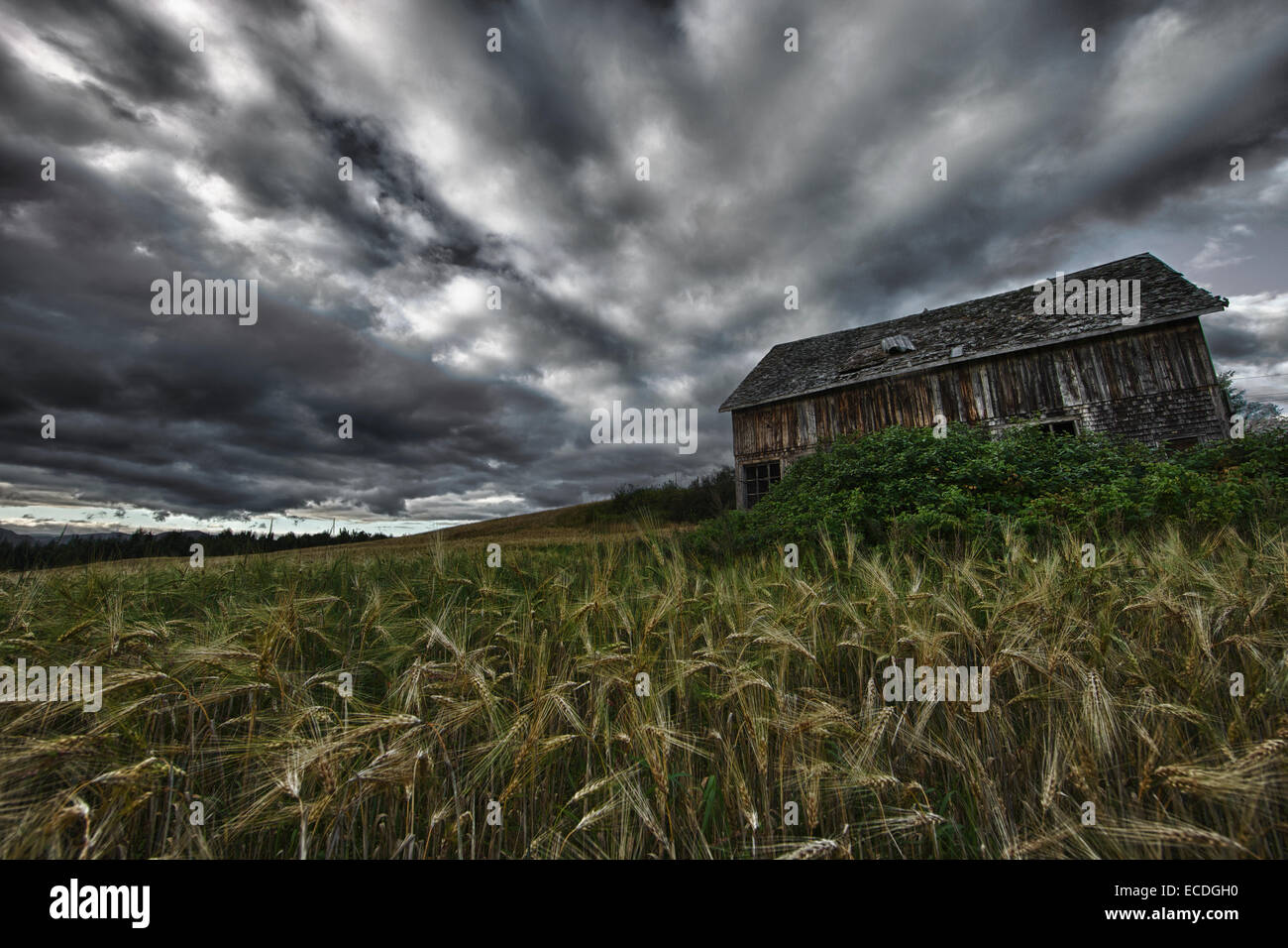 Wheat field and barn hi-res stock photography and images - Alamy