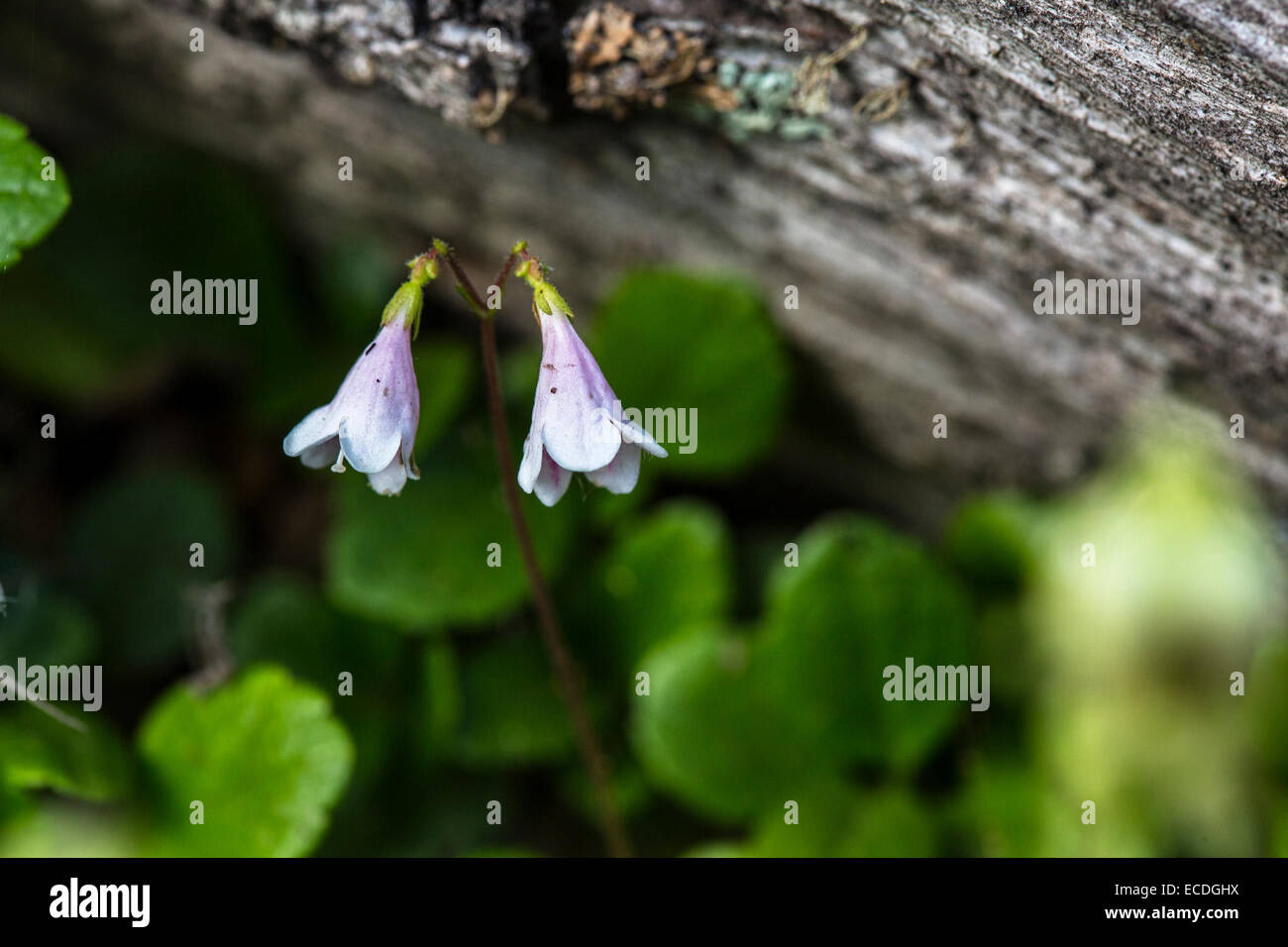 The Twin Flower (Linnaea borealis) blooms in Rocky Mountain National ...