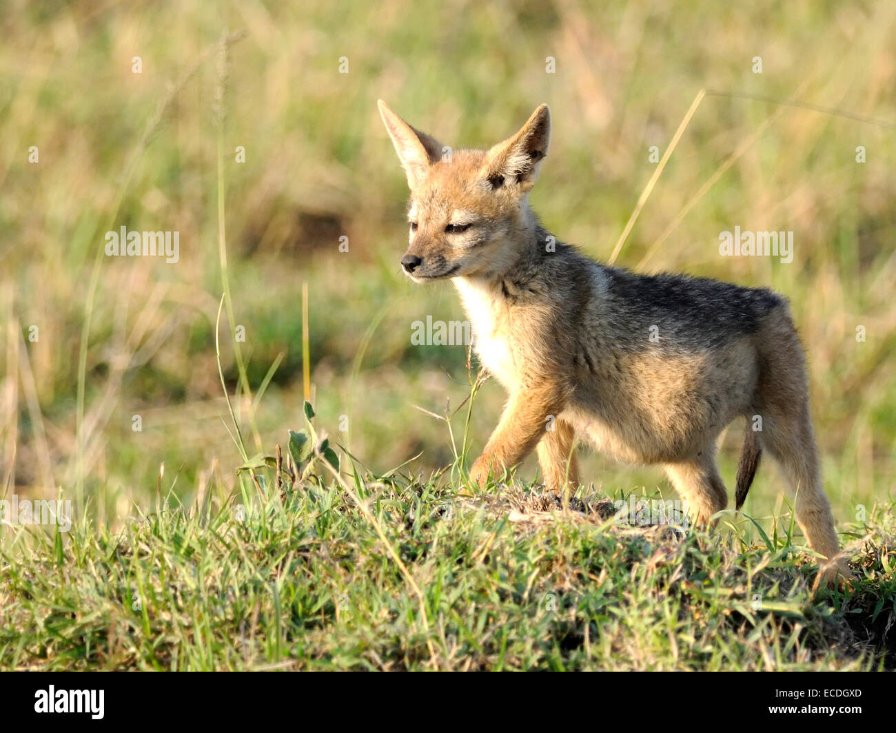 Silver backed jackal hi-res stock photography and images - Alamy