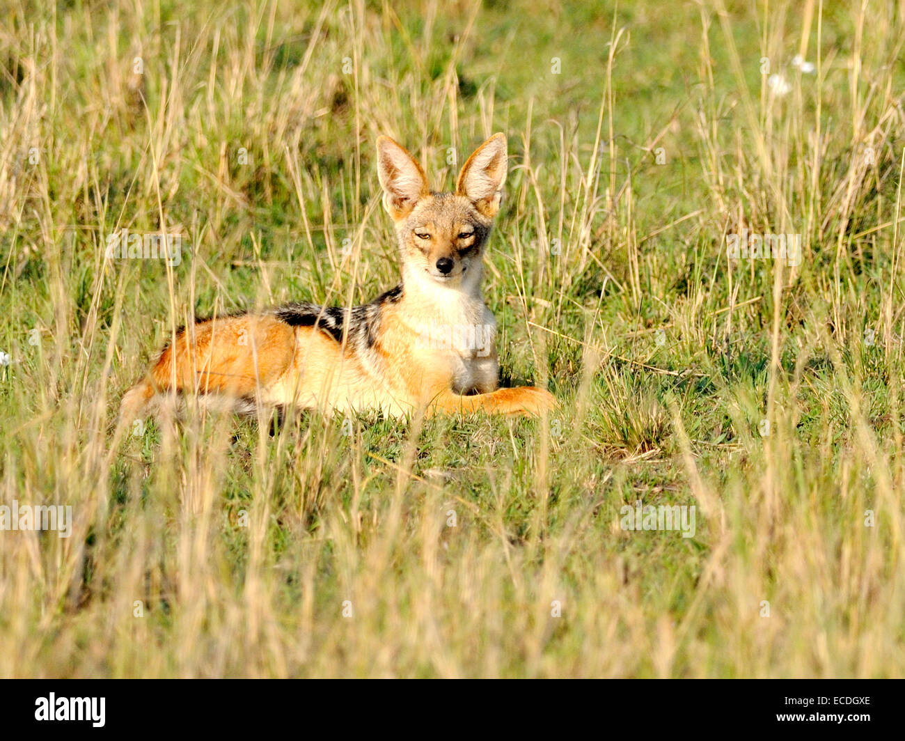 Silver backed jackal hi-res stock photography and images - Alamy