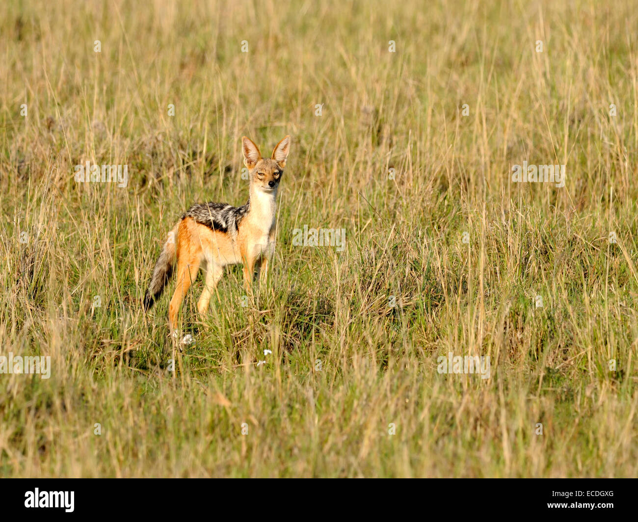 Silver Backed Jackals High Resolution Stock Photography and Images - Alamy