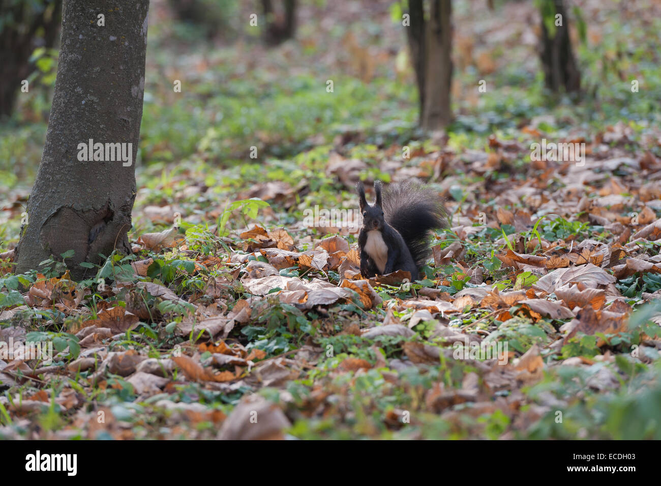 A squirrel in the forest Stock Photo - Alamy