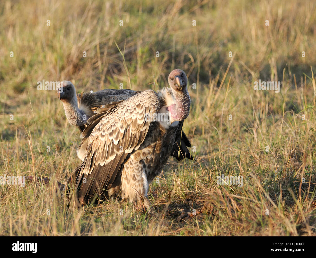 A Ruppells vulture ( Gyps rueppelli ) pauses for a rest on the plains ...