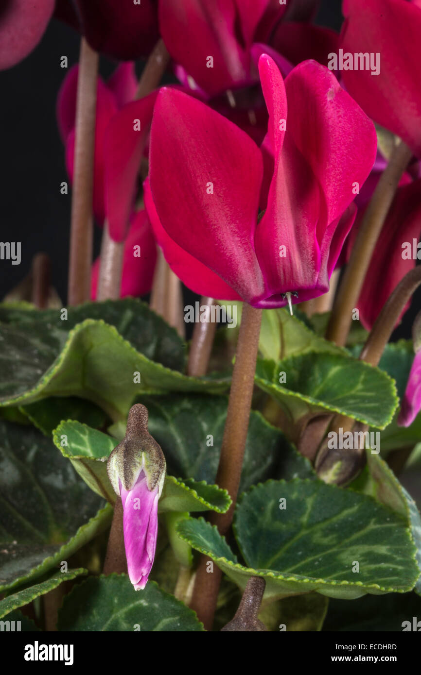 A pink to red cyclamen flower from bud to bloom in one frame Stock ...