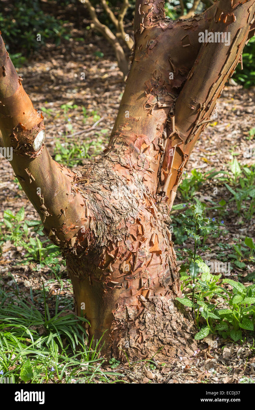 The deciduous Paperbark maple, Acer griseum, in the Sapindaceae family ...
