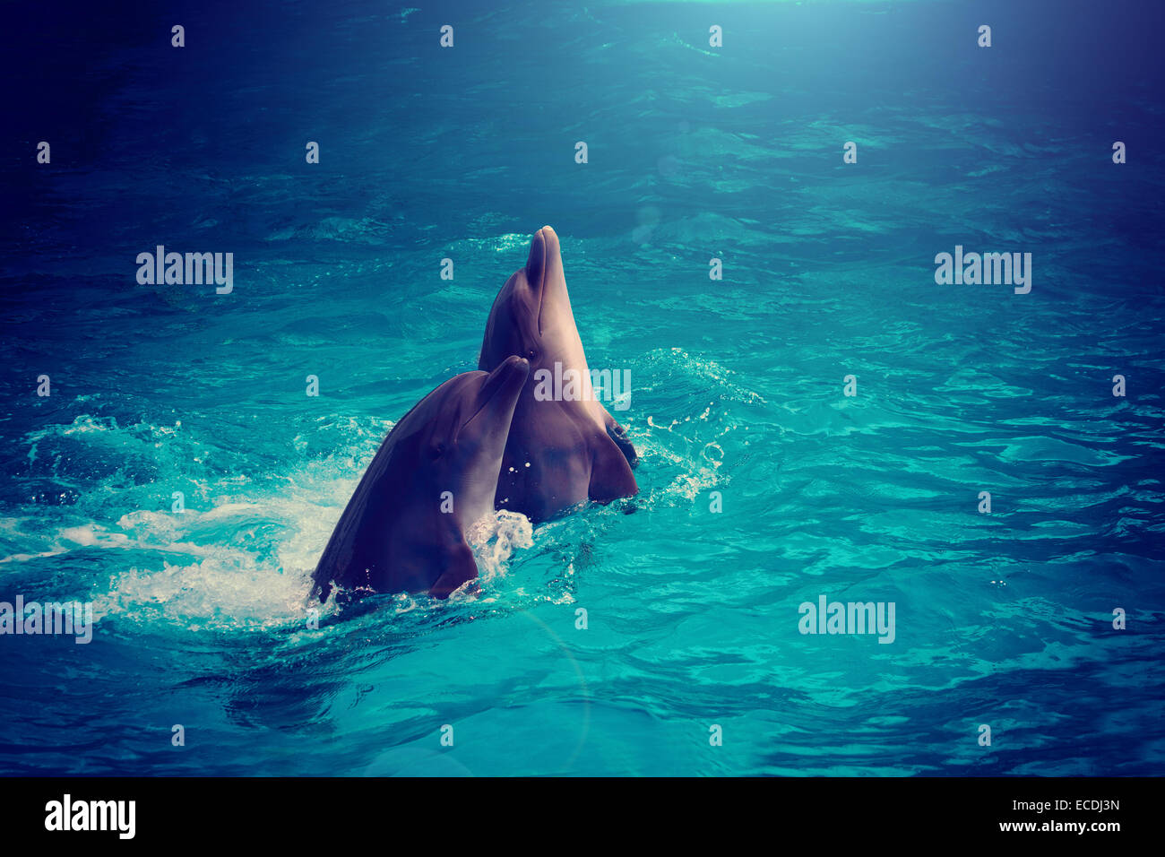 Couple of dolphins swimming in the sea at night Stock Photo - Alamy