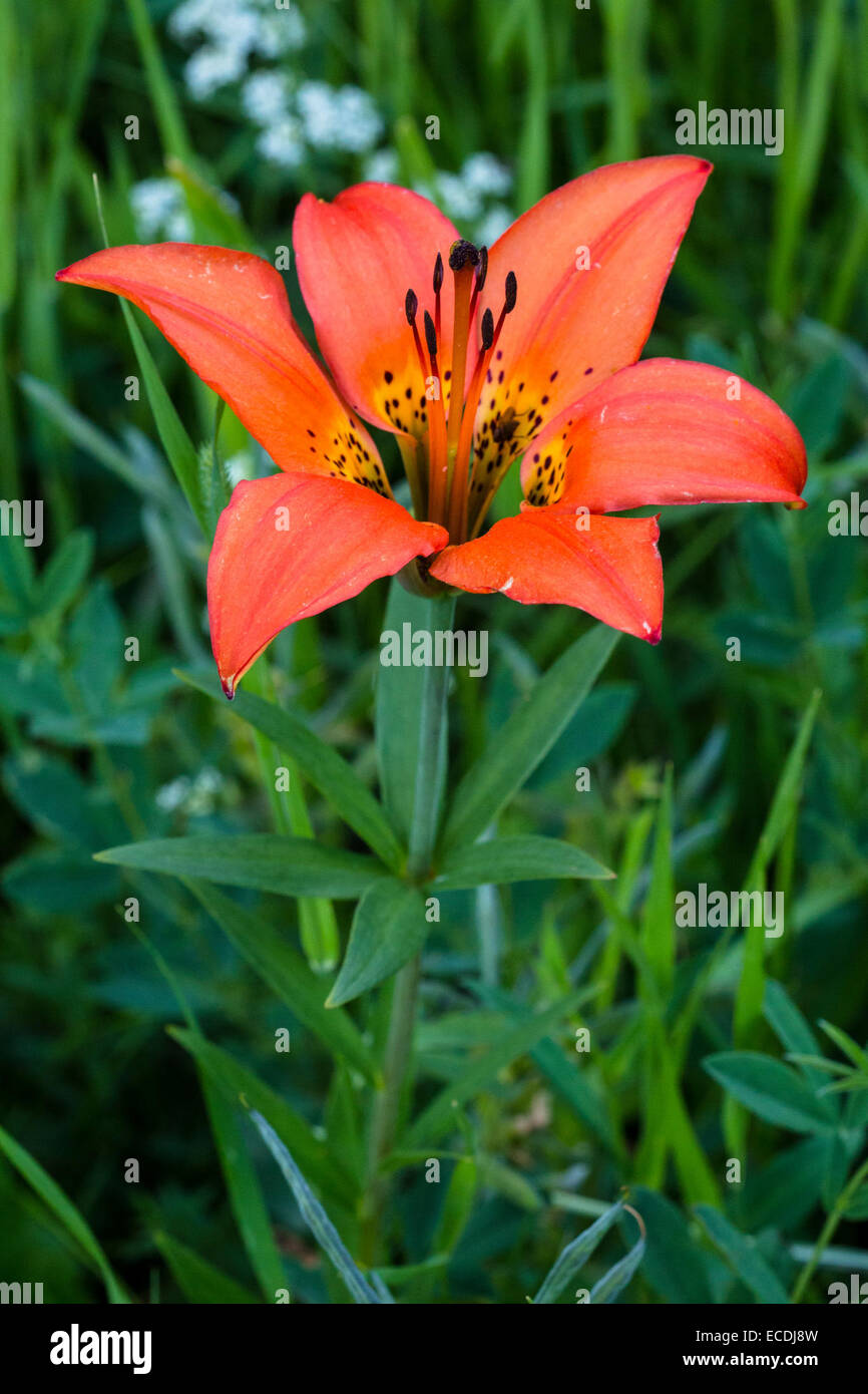 The Wood Lily (Lilium philadelphicum) is a striking wildflower native ...