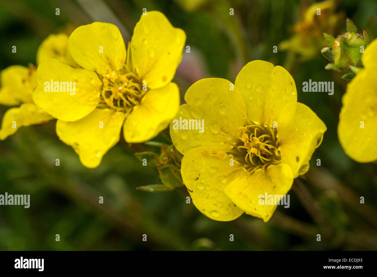 Geum aleppicum hi-res stock photography and images - Alamy