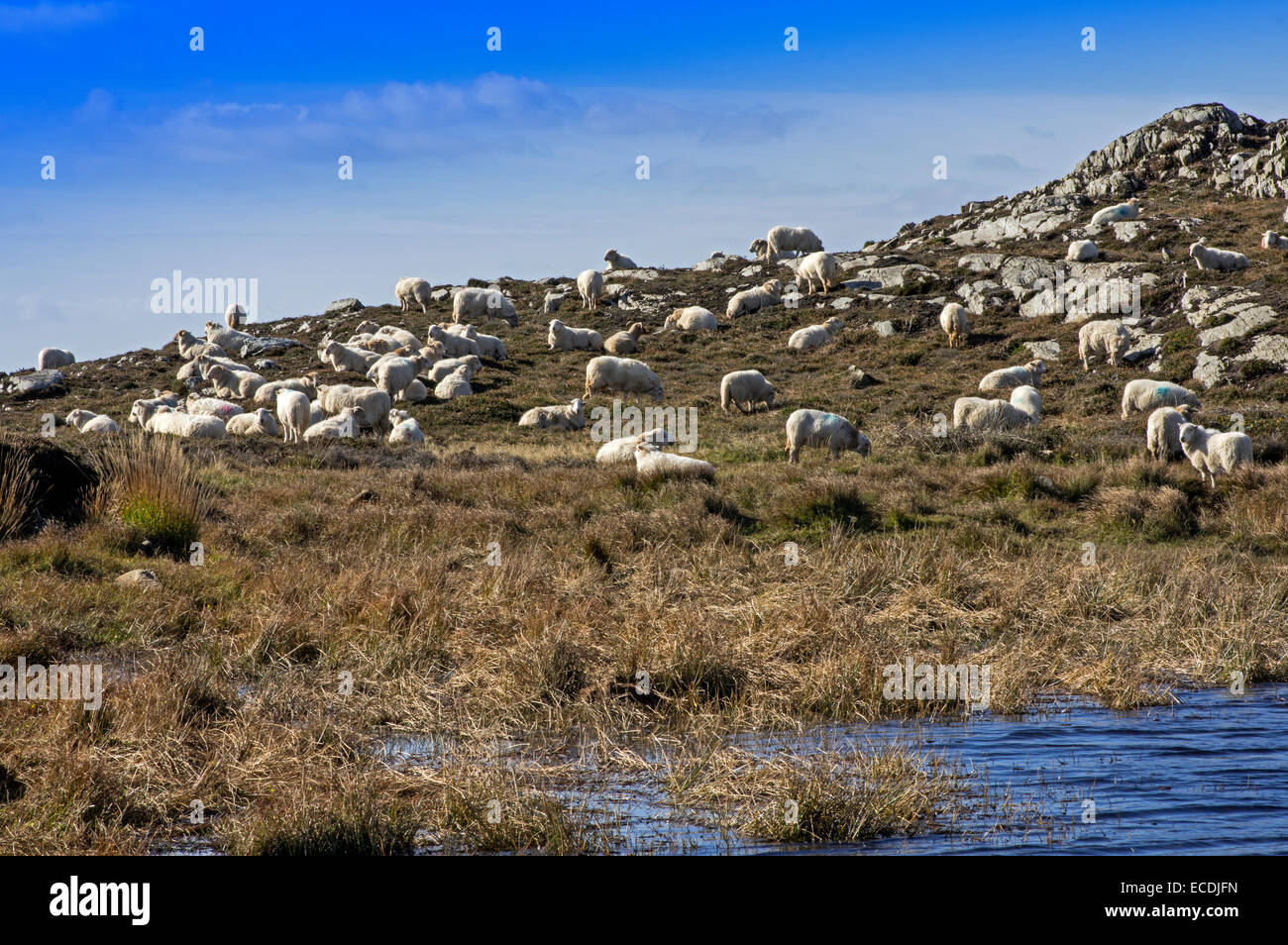 Welsh Mountain Sheep on a moorland Stock Photo - Alamy