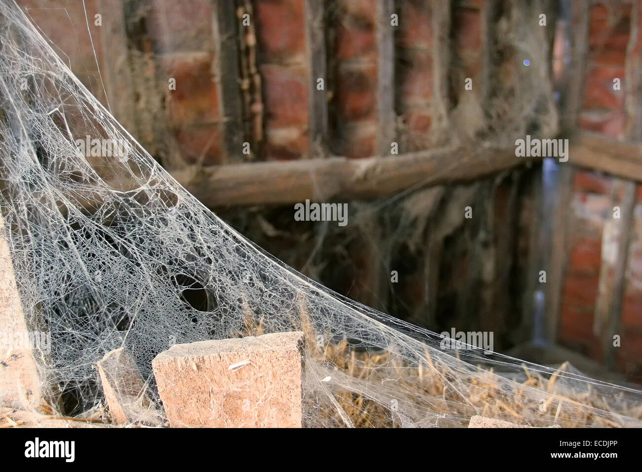 House Spider Web