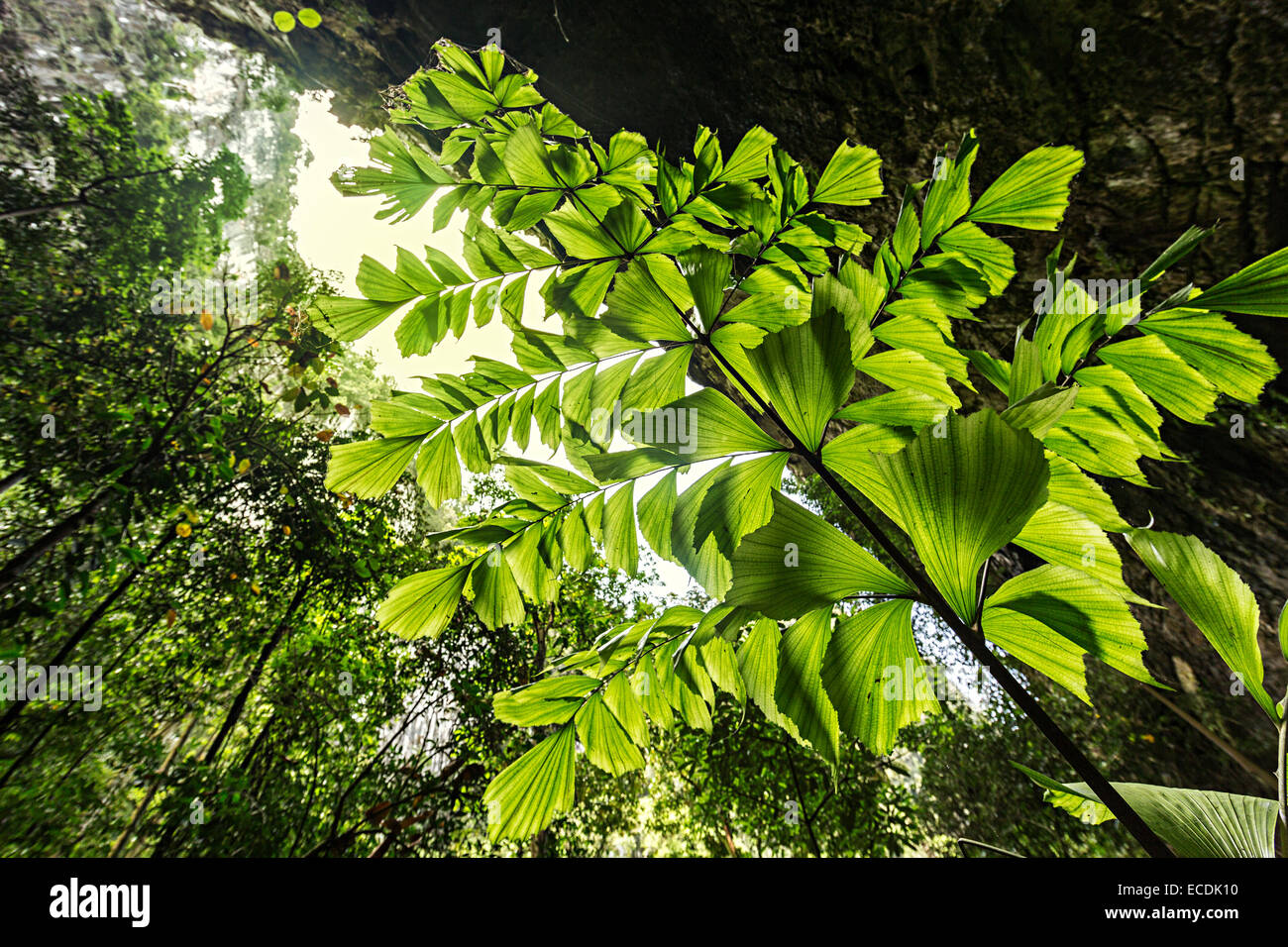 Leaves in rainforest hi-res stock photography and images - Alamy