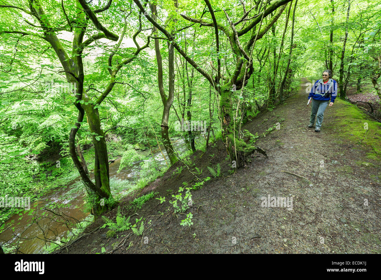 Woman walking in disused railway track in ancient beech woodland, Cwm ...