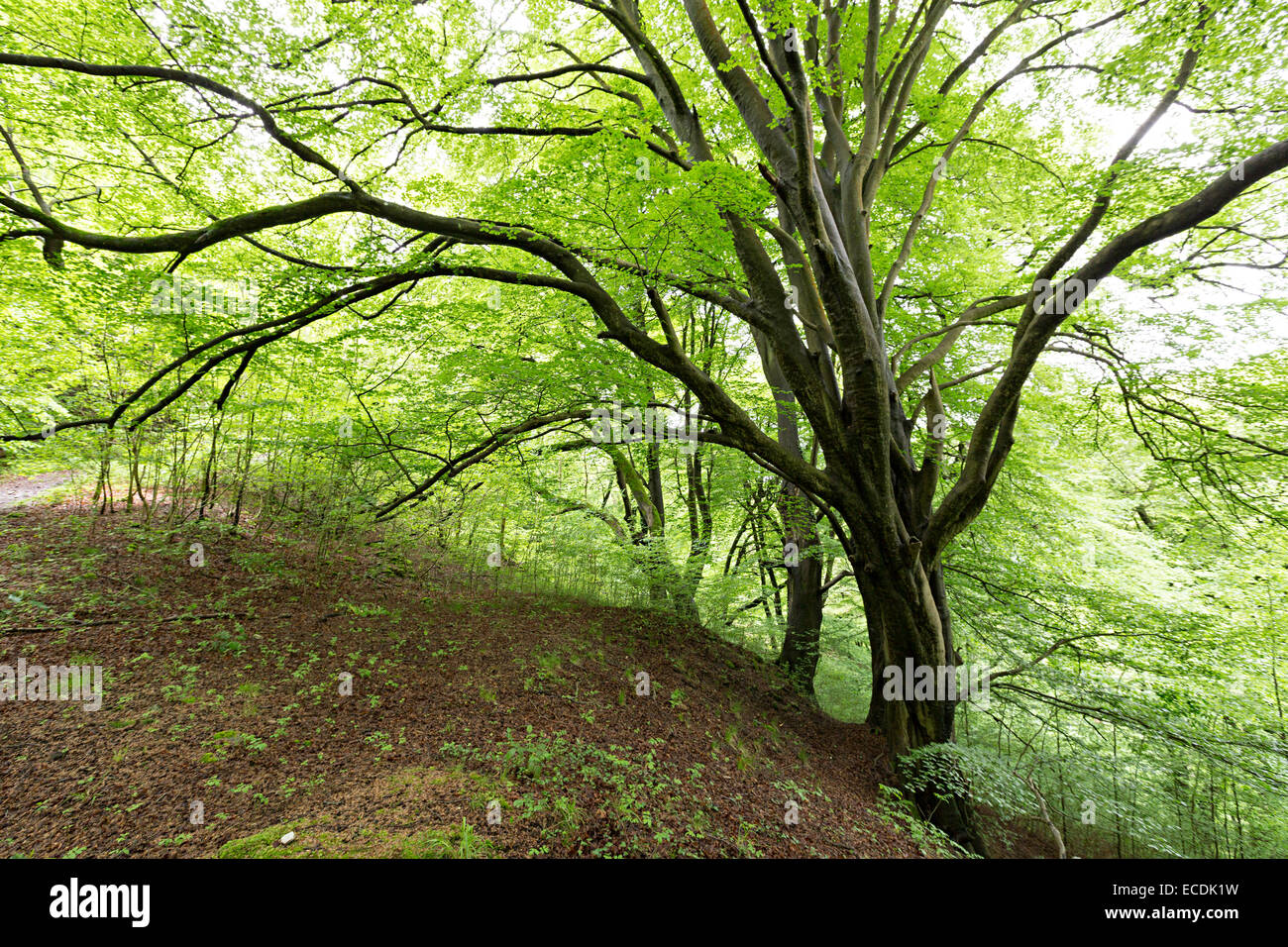 Ancient beech woodland, Cwm Clydach, Clydach Gorge, Wales, UK Stock ...