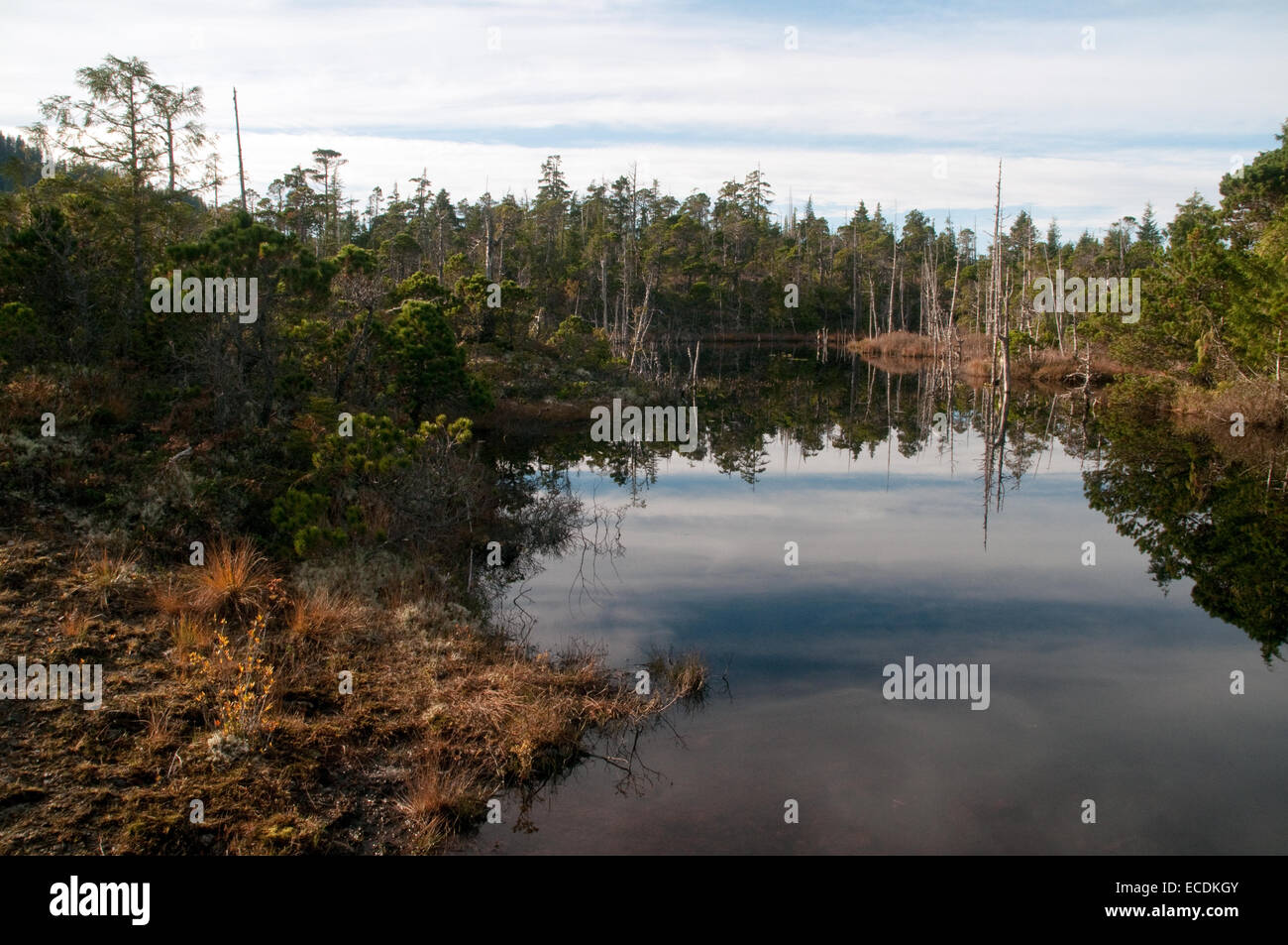 A coniferous / shorepine bog forest on Denny Island, in the Great Bear ...